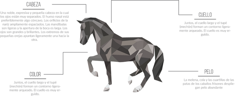 El frison – ANPRF – ANPRF – Royal Friesian